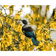 Tui in Kowhai Tree | Paint by Numbers Shipped Direct from NZ – Kiwi ...